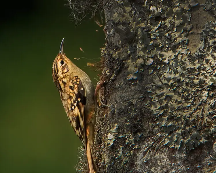 Sikkim treecreeper - Facts, Diet, Habitat & Pictures on Animalia.bio
