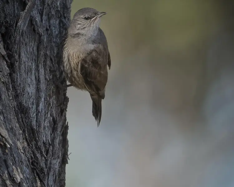 Brown treecreeper - Facts, Diet, Habitat & Pictures on Animalia.bio