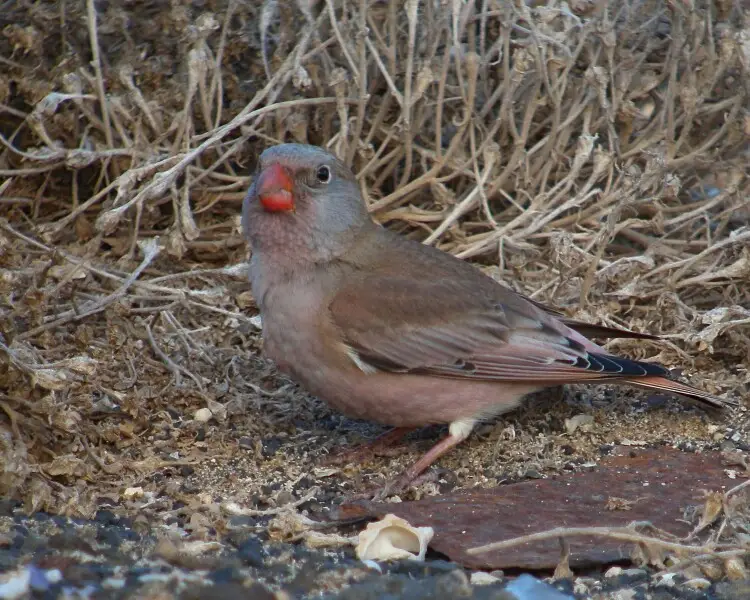 Trumpeter finch - Facts, Diet, Habitat & Pictures on Animalia.bio