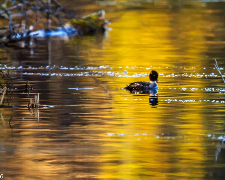 Common goldeneye - Facts, Diet, Habitat & Pictures on Animalia.bio
