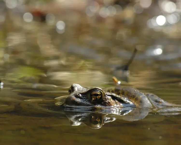 Japanese common toad - Facts, Diet, Habitat & Pictures on Animalia.bio