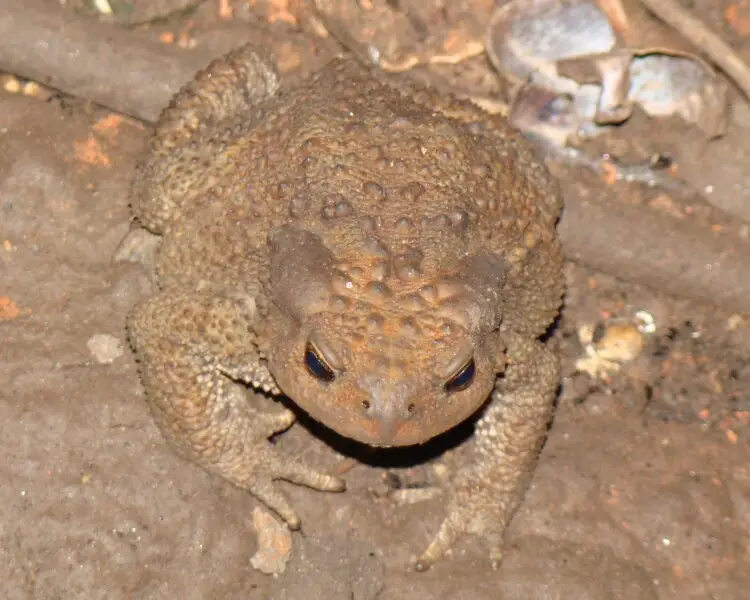 Caucasian toad - Facts, Diet, Habitat & Pictures on Animalia.bio