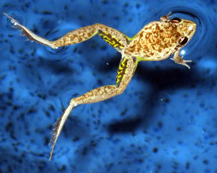 Bumpy rocket frog - Facts, Diet, Habitat & Pictures on Animalia.bio