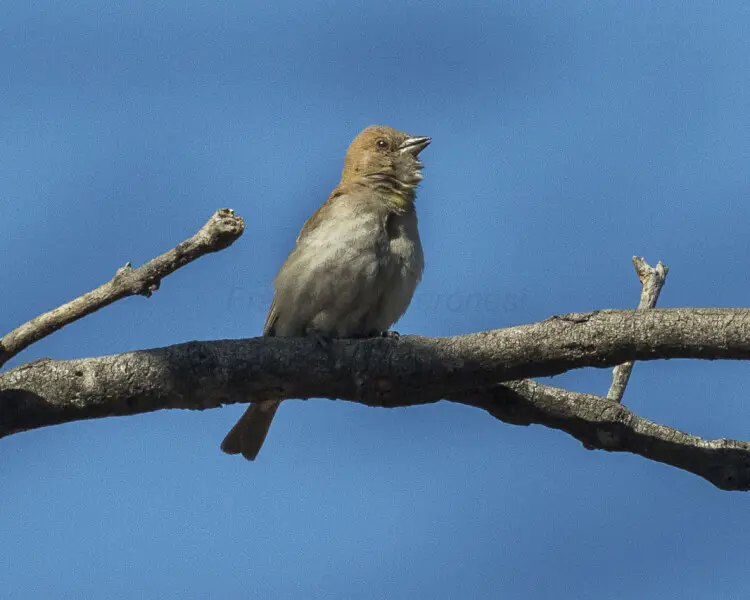 Sahel bush sparrow - Facts, Diet, Habitat & Pictures on Animalia.bio