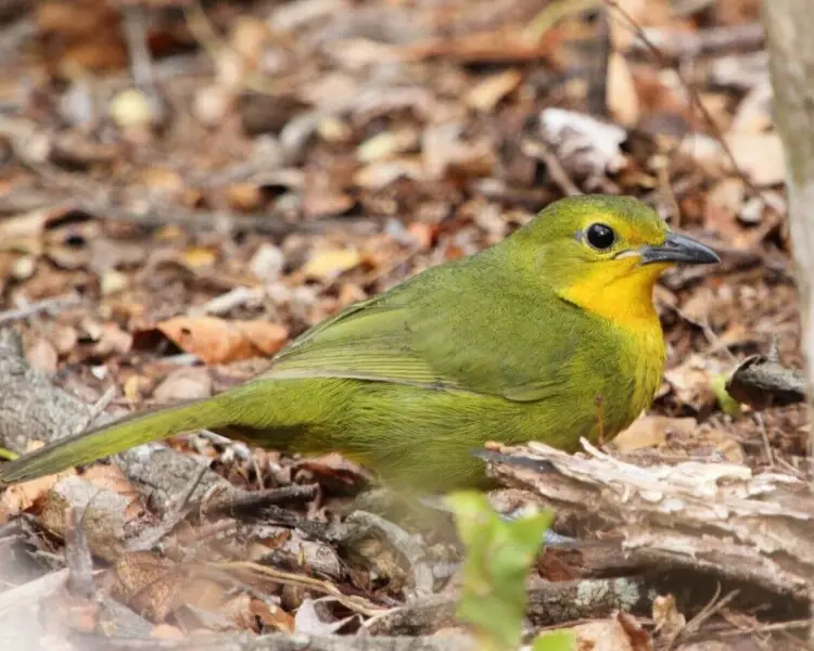 Gorgeous bushshrike - Facts, Diet, Habitat & Pictures on Animalia.bio