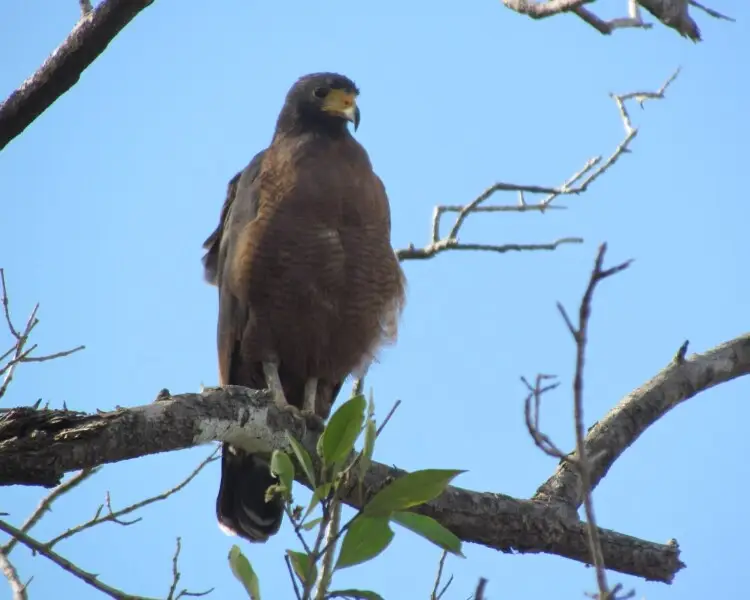 Rufous crab hawk - Facts, Diet, Habitat & Pictures on Animalia.bio