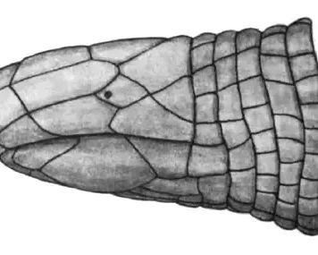 Cadea palirostrata - факти, дієта, ареал і фотографії на Animalia.bio