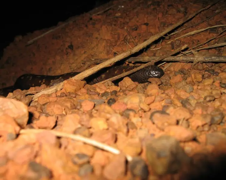 Calabar python - Facts, Diet, Habitat & Pictures on Animalia.bio