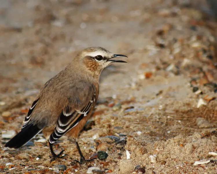 Patagonian mockingbird - Facts, Diet, Habitat & Pictures on Animalia.bio