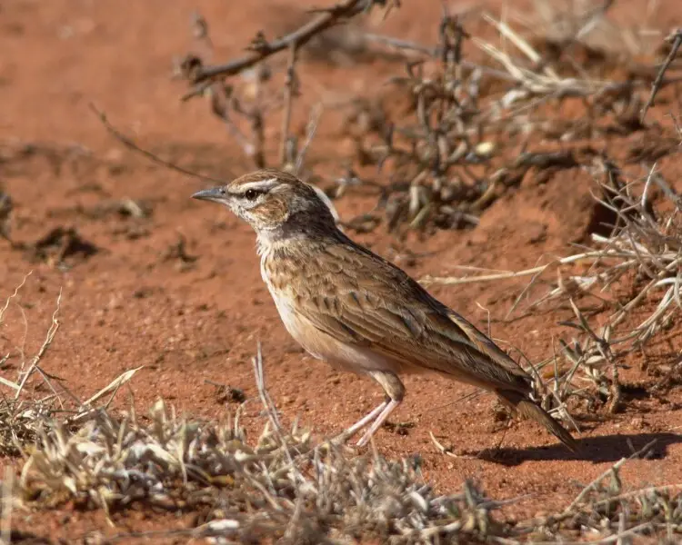 Foxy lark - Facts, Diet, Habitat & Pictures on Animalia.bio