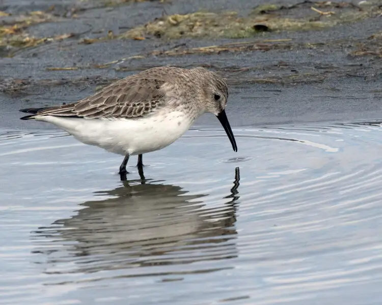 Dunlin - Facts, Diet, Habitat & Pictures on Animalia.bio