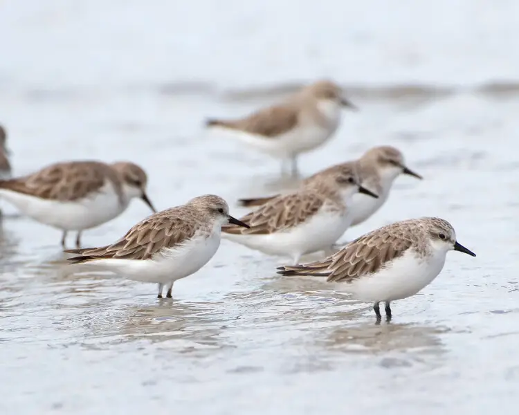 Red-necked stint - Facts, Diet, Habitat & Pictures on Animalia.bio