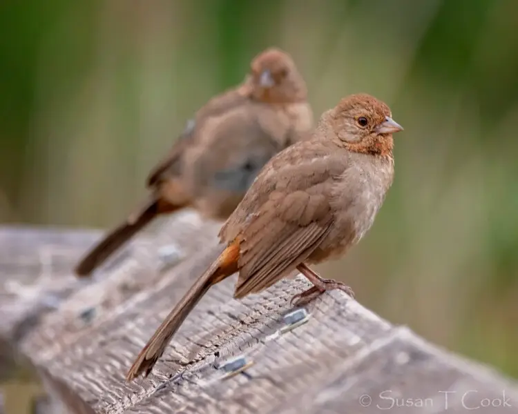 California towhee - Facts, Diet, Habitat & Pictures on Animalia.bio