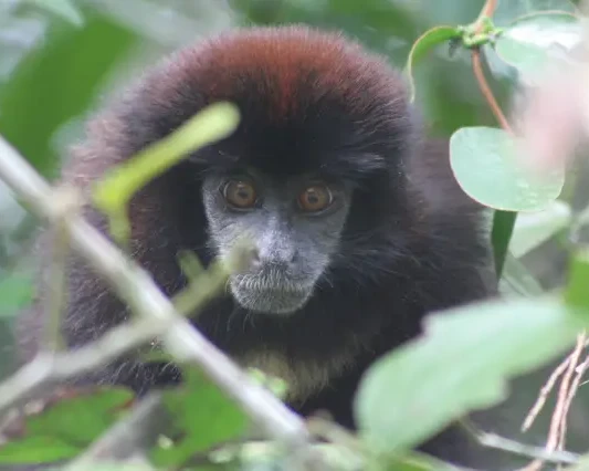 Cheracebus lucifer - факти, дієта, ареал і фотографії на Animalia.bio