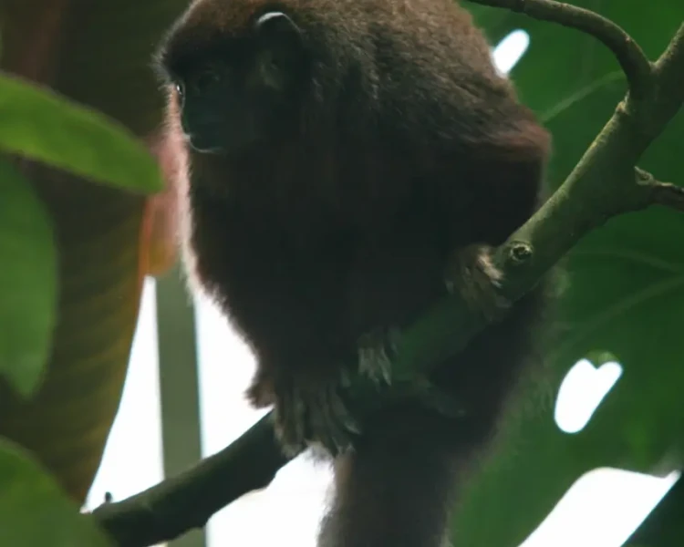 Red-bellied titi - Facts, Diet, Habitat & Pictures on Animalia.bio