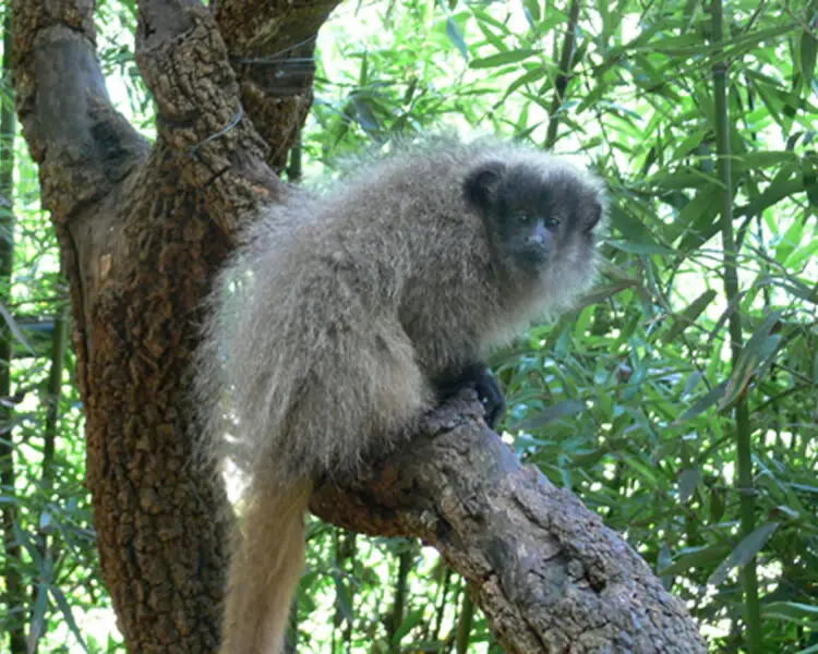 Callicebus nigrifrons - факти, дієта, ареал і фотографії на Animalia.bio