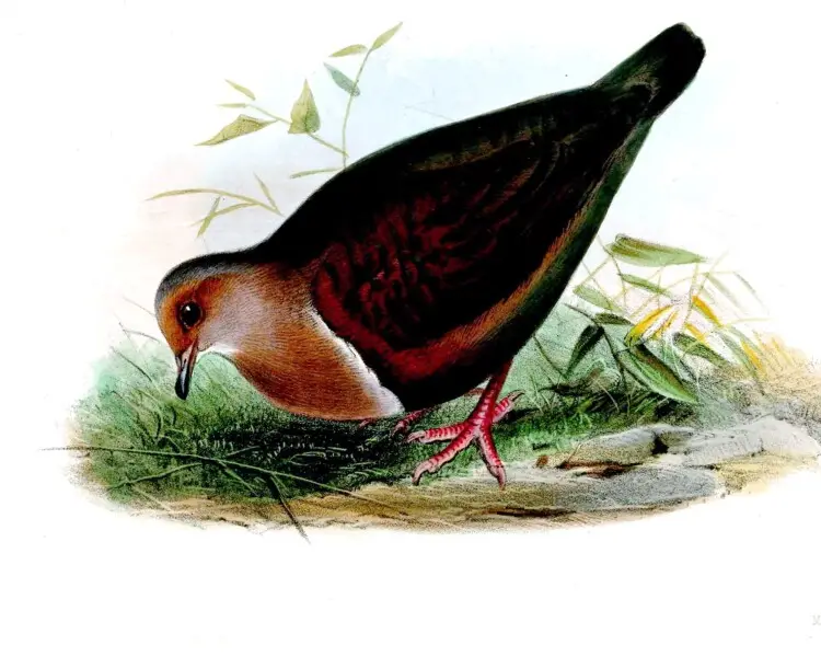 Tongan ground dove - Facts, Diet, Habitat & Pictures on Animalia.bio