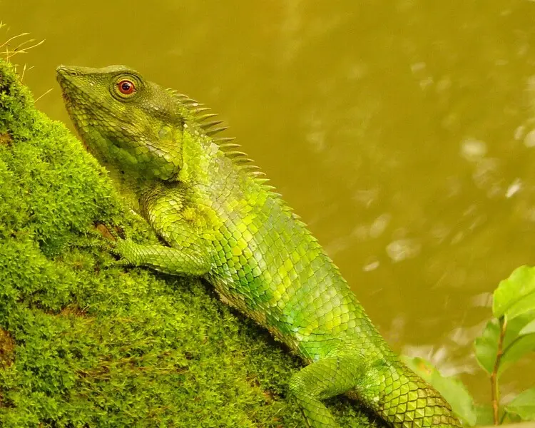 Calotes nemoricola - Facts, Diet, Habitat & Pictures on Animalia.bio