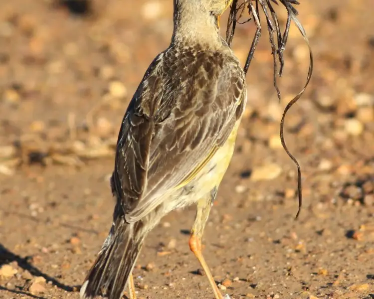 Macronyx capensis - факти, дієта, ареал і фотографії на Animalia.bio
