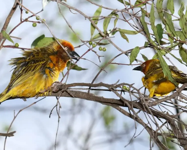 Cape weaver - Facts, Diet, Habitat & Pictures on Animalia.bio