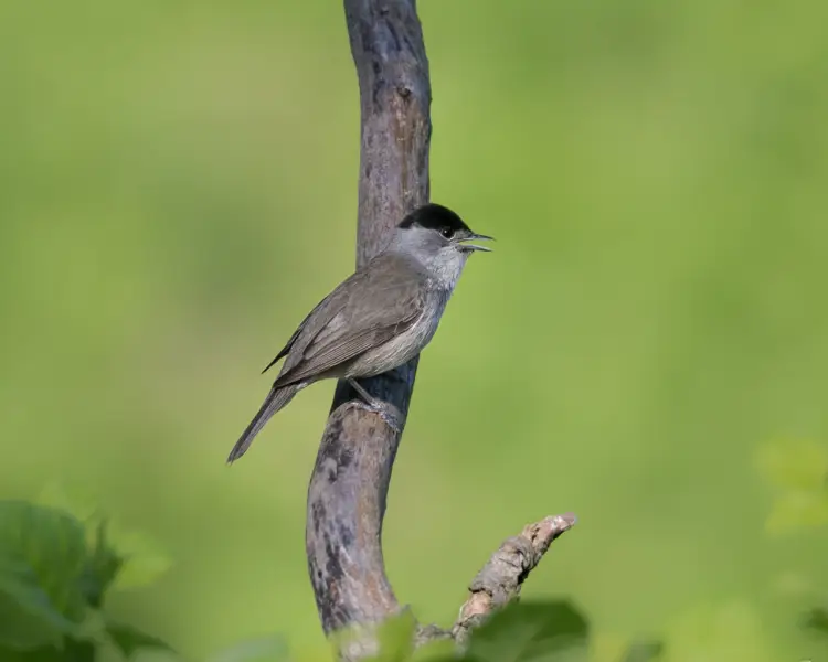 Eurasian Blackcap - Facts, Diet, Habitat & Pictures on Animalia.bio