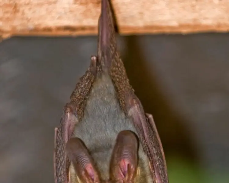 Heart-nosed bat - Facts, Diet, Habitat & Pictures on Animalia.bio