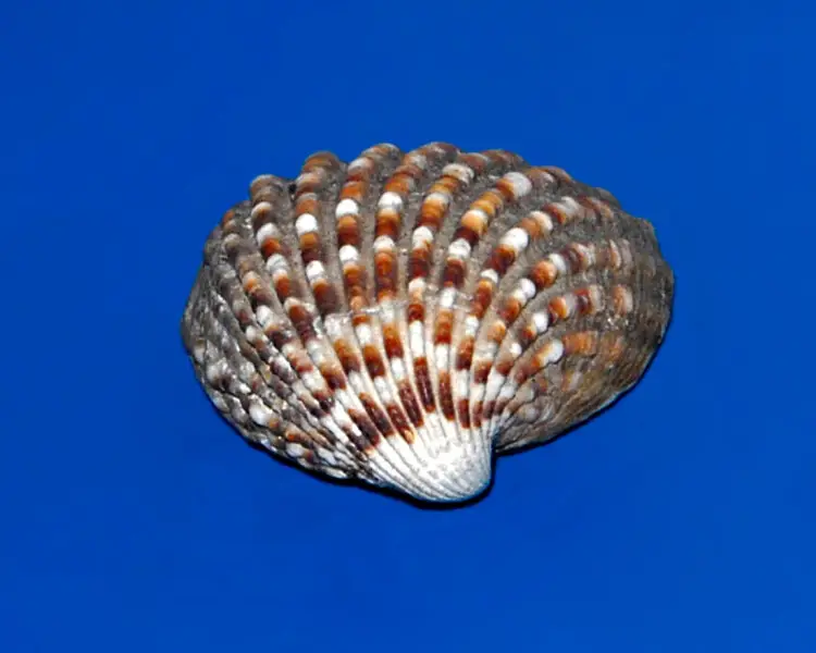 Cardites antiquatus - Facts, Diet, Habitat & Pictures on Animalia.bio