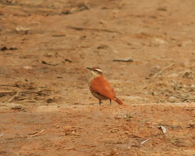 Band-tailed hornero - Facts, Diet, Habitat & Pictures on Animalia.bio