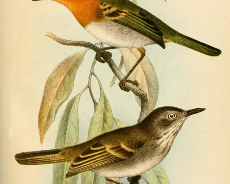 Poecilotriccus russatus - Fatti, dieta, habitat e immagini su Animalia.bio