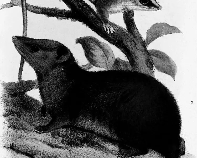 Marmosa lepida - факти, дієта, ареал і фотографії на Animalia.bio