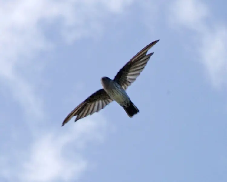 Cave swiftlet - Facts, Diet, Habitat & Pictures on Animalia.bio