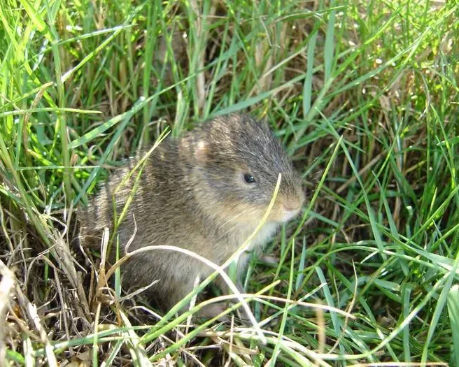 Cavia intermedia - факти, дієта, ареал і фотографії на Animalia.bio