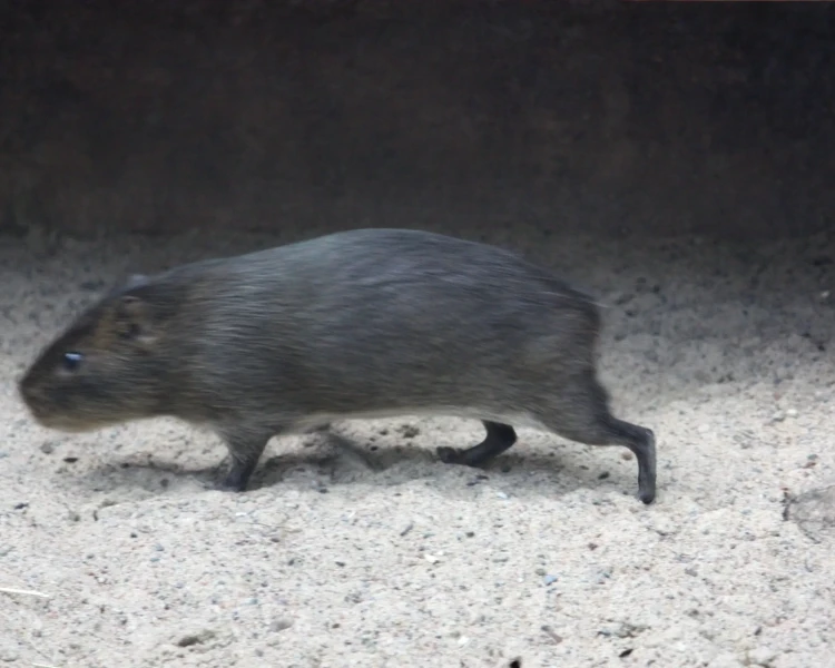 Greater guinea pig - Facts, Diet, Habitat & Pictures on Animalia.bio