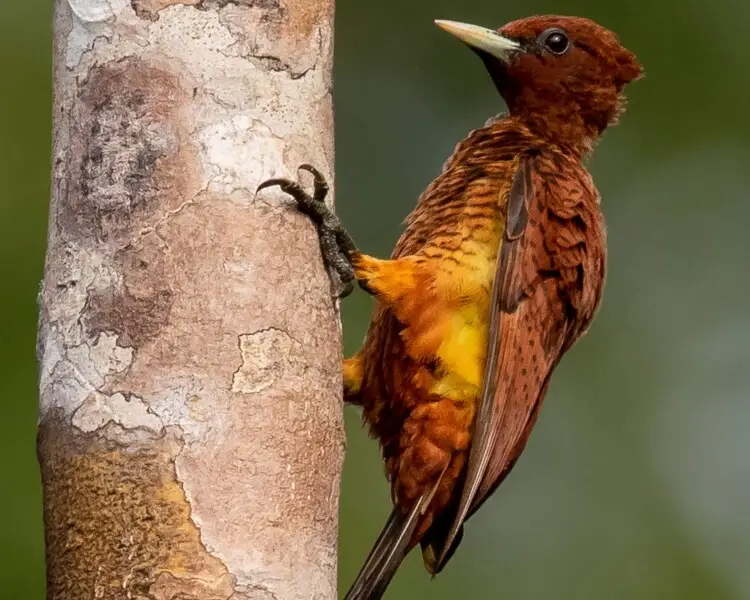 Celeus grammicus - факти, дієта, ареал і фотографії на Animalia.bio