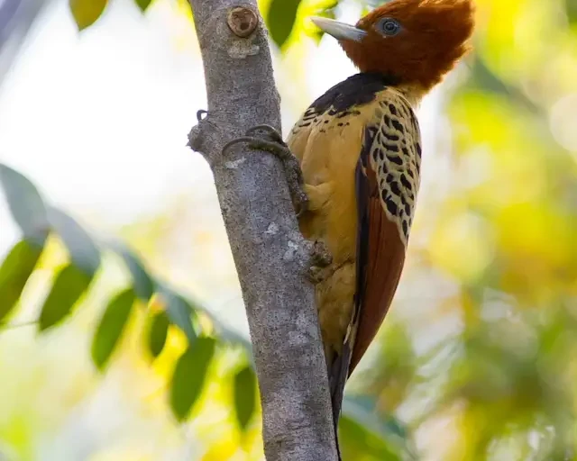 Celeus obrieni - факти, дієта, ареал і фотографії на Animalia.bio