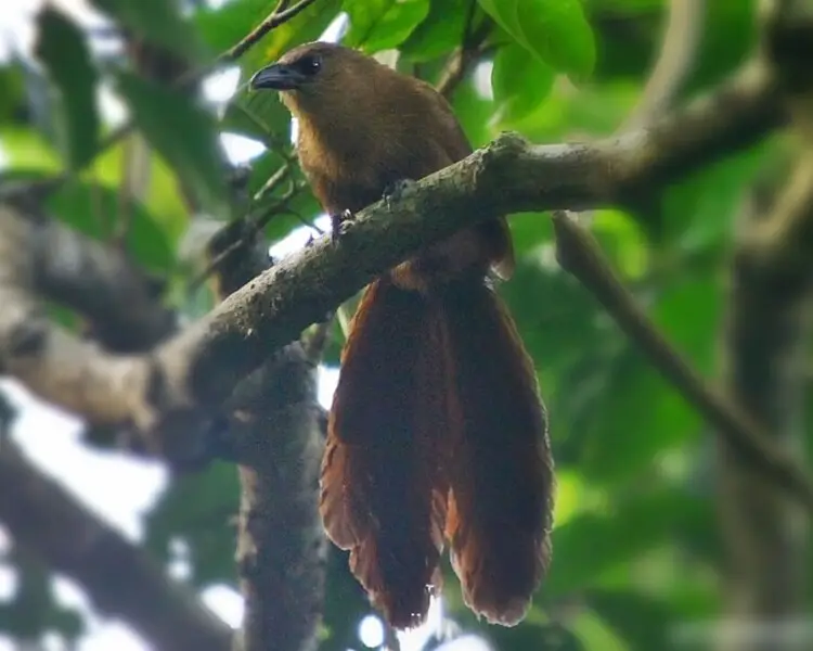 Centropus celebensis - факти, дієта, ареал і фотографії на Animalia.bio
