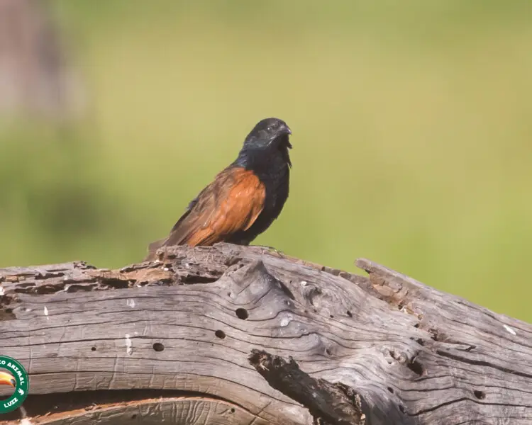 Cucal nerastro - Fatti, dieta, habitat e immagini su Animalia.bio