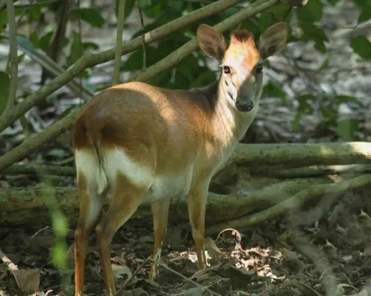 Aders's duiker - Facts, Diet, Habitat & Pictures on Animalia.bio