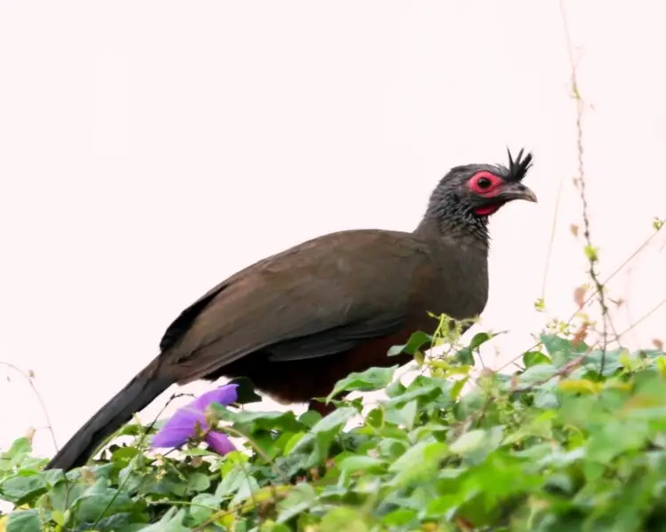 Rufous-bellied chachalaca - Facts, Diet, Habitat & Pictures on Animalia.bio