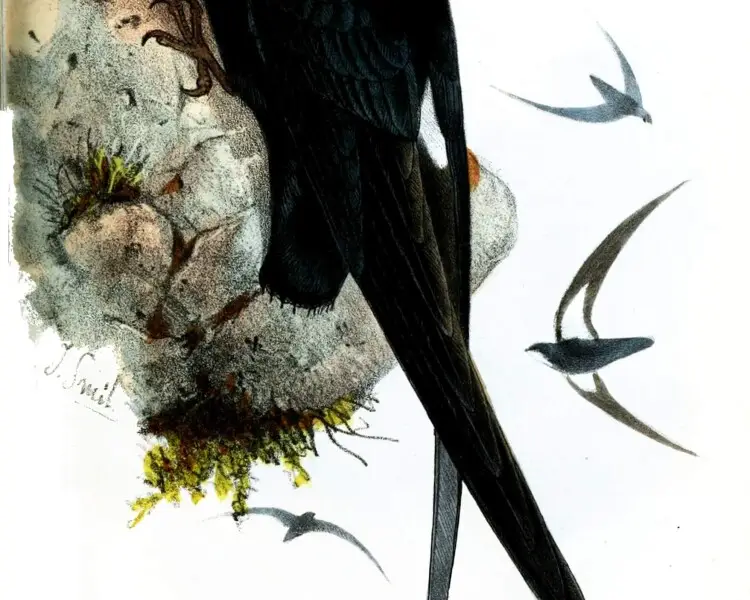 Philippine spine-tailed swift - Facts, Diet, Habitat & Pictures on ...