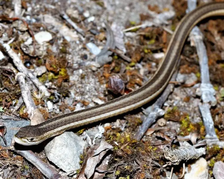 Chamaesaura anguina - факти, дієта, ареал і фотографії на Animalia.bio