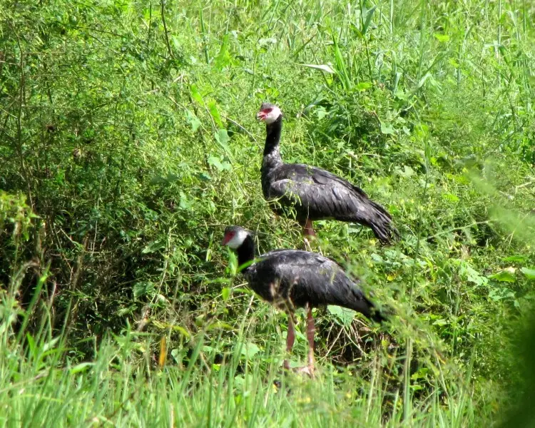 Northern screamer - Facts, Diet, Habitat & Pictures on Animalia.bio