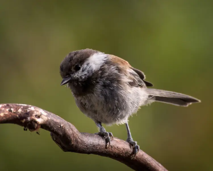 Chestnut-backed chickadee - Facts, Diet, Habitat & Pictures on Animalia.bio