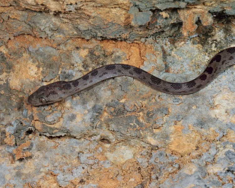 Chilabothrus gracilis - Facts, Diet, Habitat & Pictures on Animalia.bio