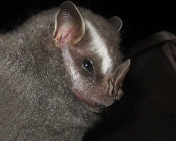 Brazilian big-eyed bat - Facts, Diet, Habitat & Pictures on Animalia.bio