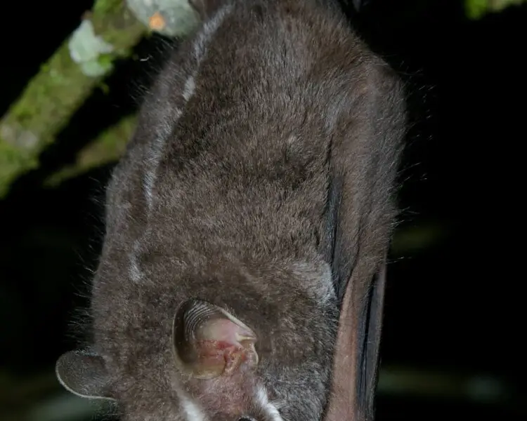 Salvin's big-eyed bat - Facts, Diet, Habitat & Pictures on Animalia.bio