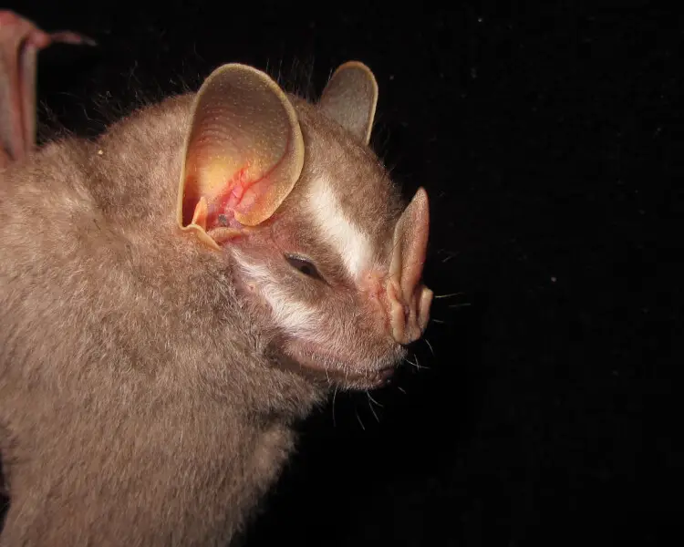 Little big-eyed bat - Facts, Diet, Habitat & Pictures on Animalia.bio