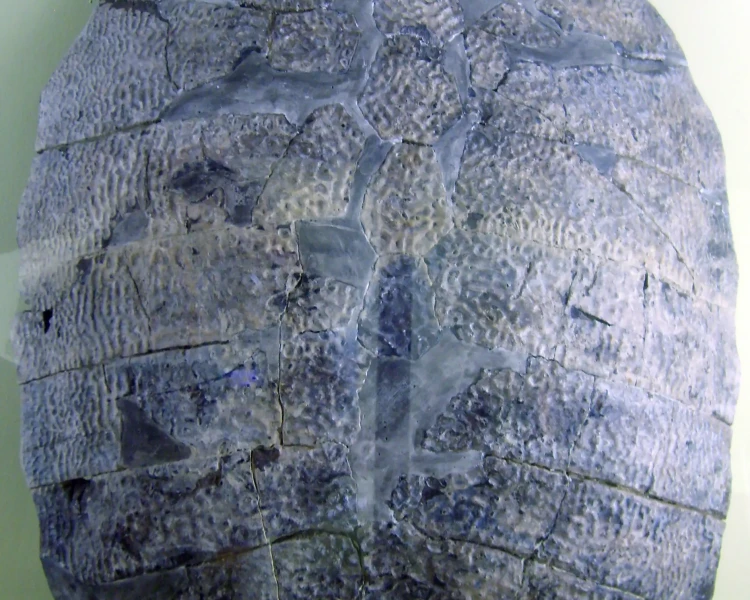 Вузькоголова черепаха звичайна - факти, дієта, ареал і фотографії на ...