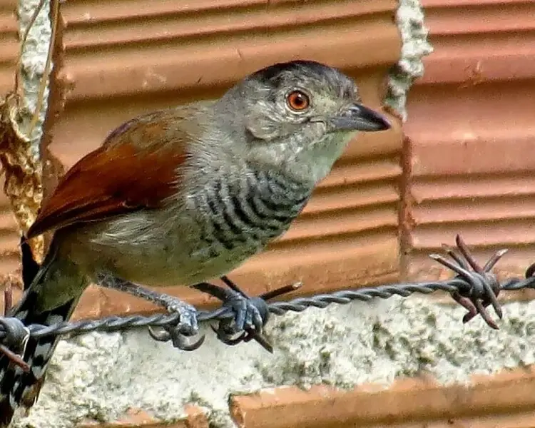 Сорокуш бразильський - факти, дієта, ареал і фотографії на Animalia.bio