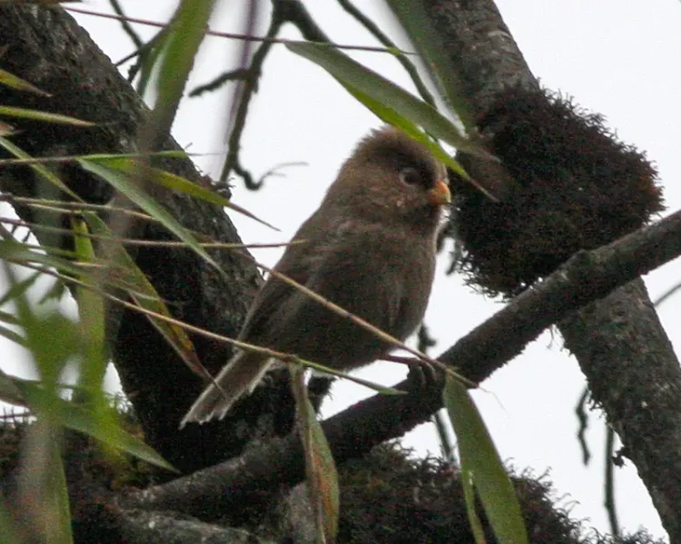 Cholornis paradoxus - Fatti, dieta, habitat e immagini su Animalia.bio